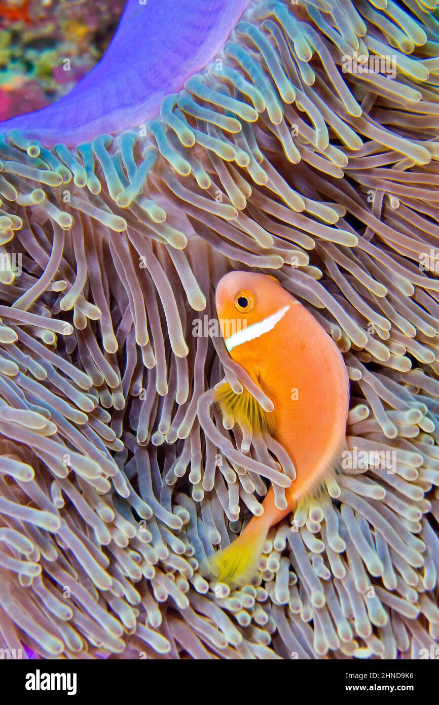 Blackfinned Anemonefish, Amphiprion nigripes, Magnificent Sea Anemone ...