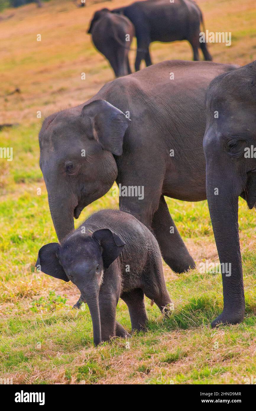 Sri Lankan Elephant, Elephas maximus maximus, Minneriya National Park ...