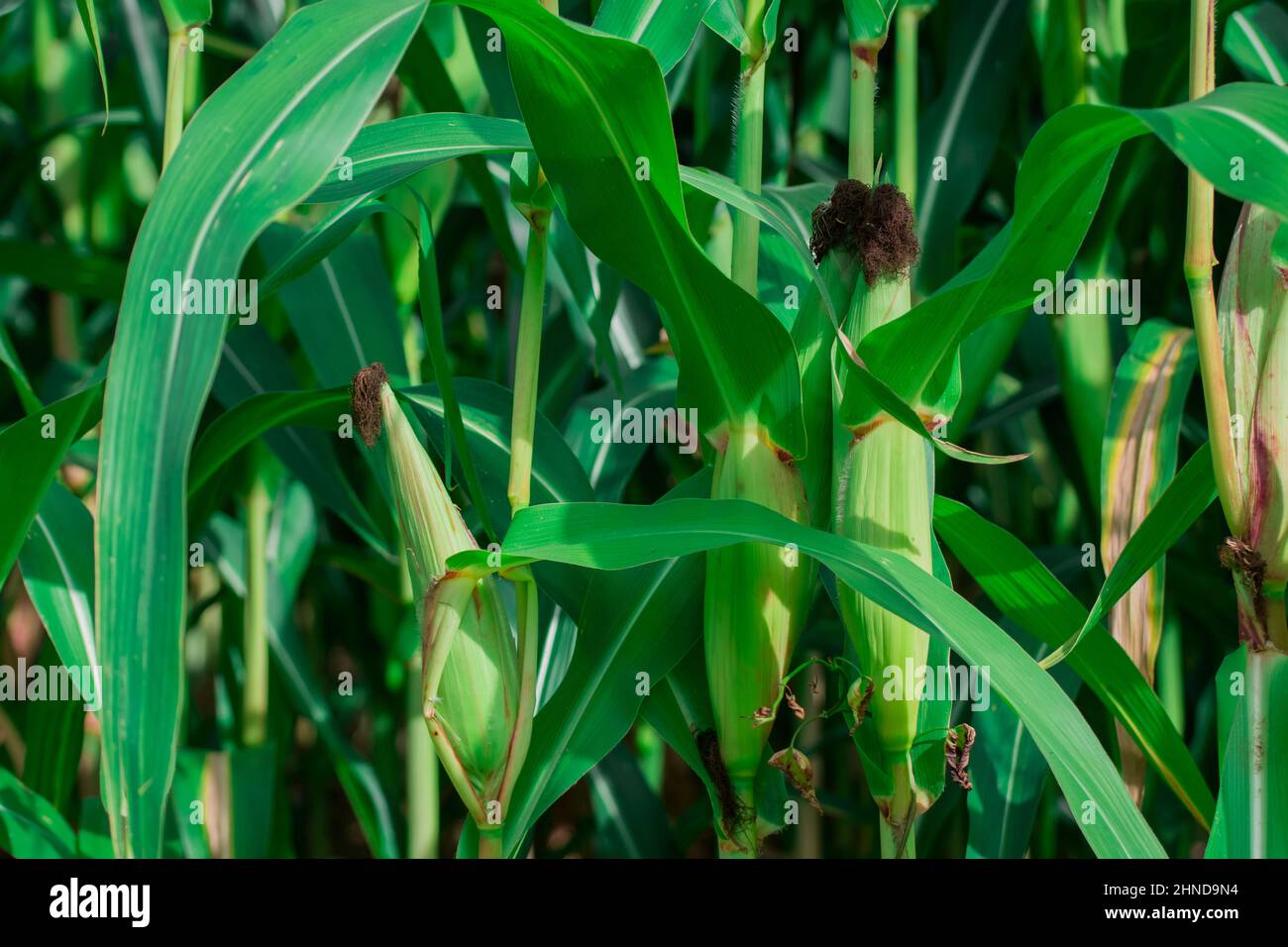 Young sweetcorn plants garden hi-res stock photography and images - Alamy