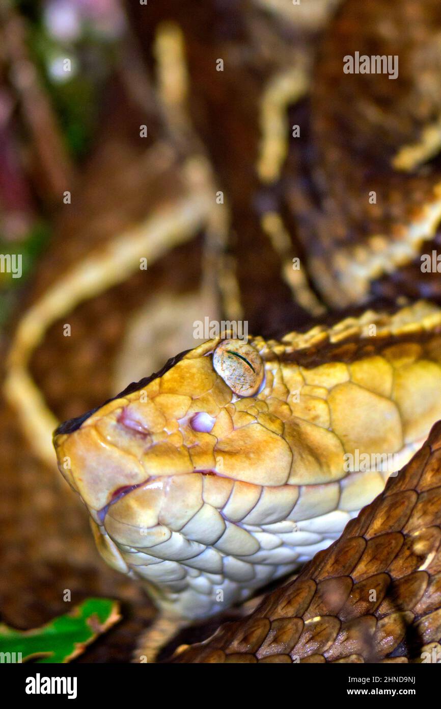 Fer-de-lance Viper, Terciopelo Viper, Bothrops asper, Tropical ...