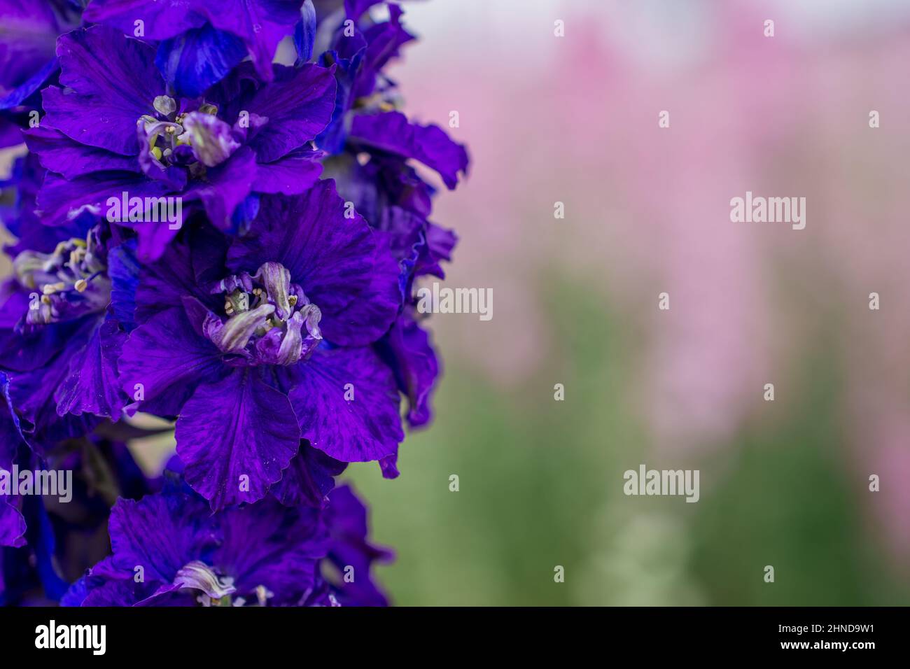 Field of colourful delphinium flowers in Wick, Pershore, Worcestershire ...
