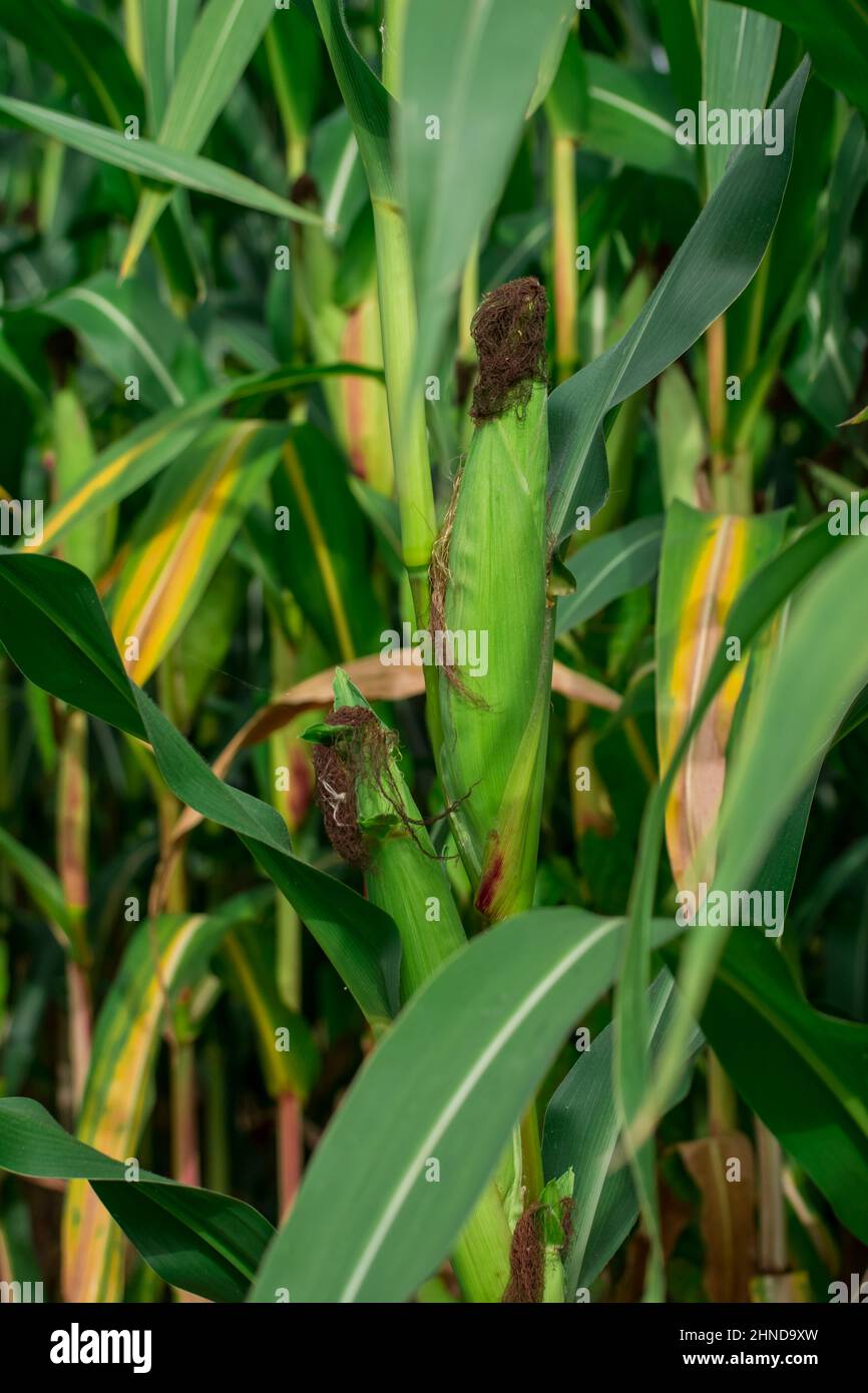 Young sweetcorn plants garden hi-res stock photography and images - Alamy