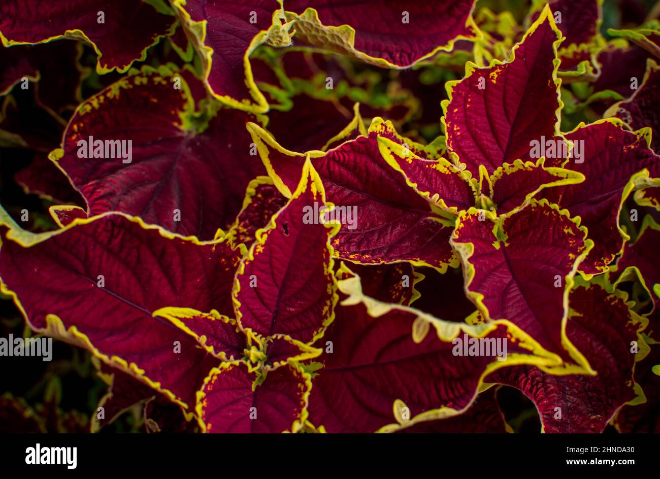 Beautiful dark red coleus leaves hi-res stock photography and images ...