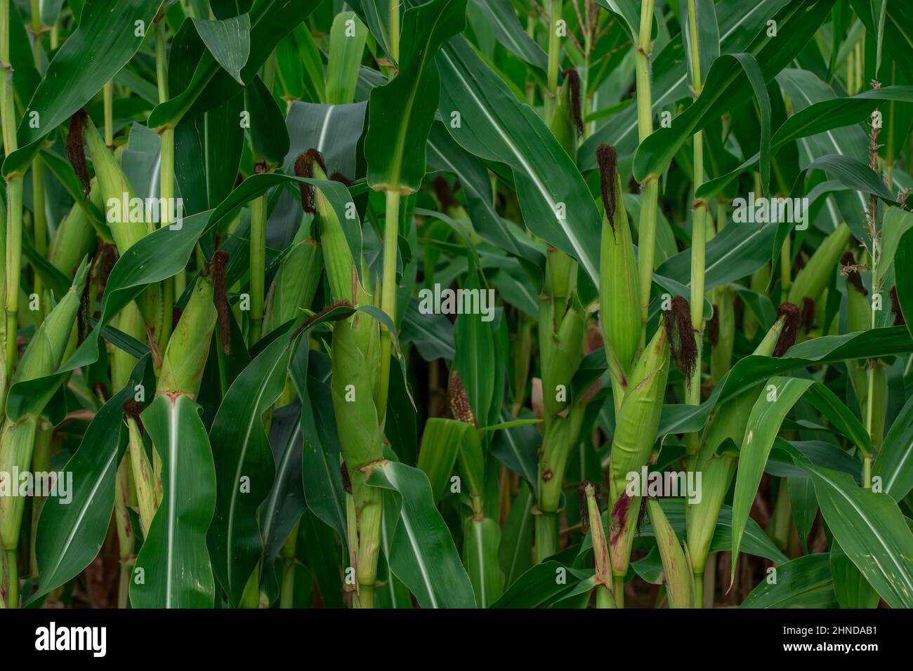 Young sweetcorn plants garden hi-res stock photography and images - Alamy