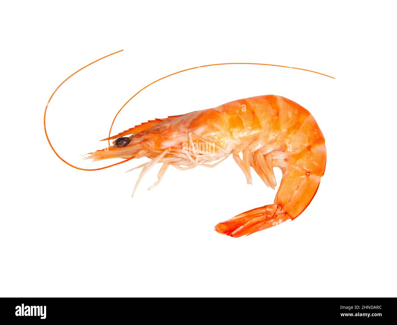 Sea shrimp fresh on the white background Stock Photo - Alamy