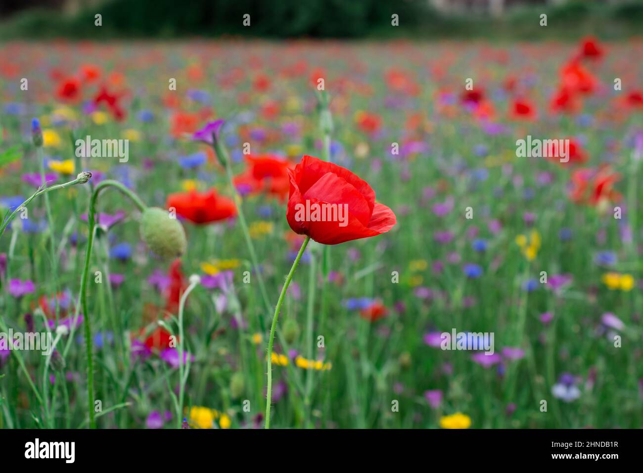 beautiful poppy fields in England Stock Photo - Alamy