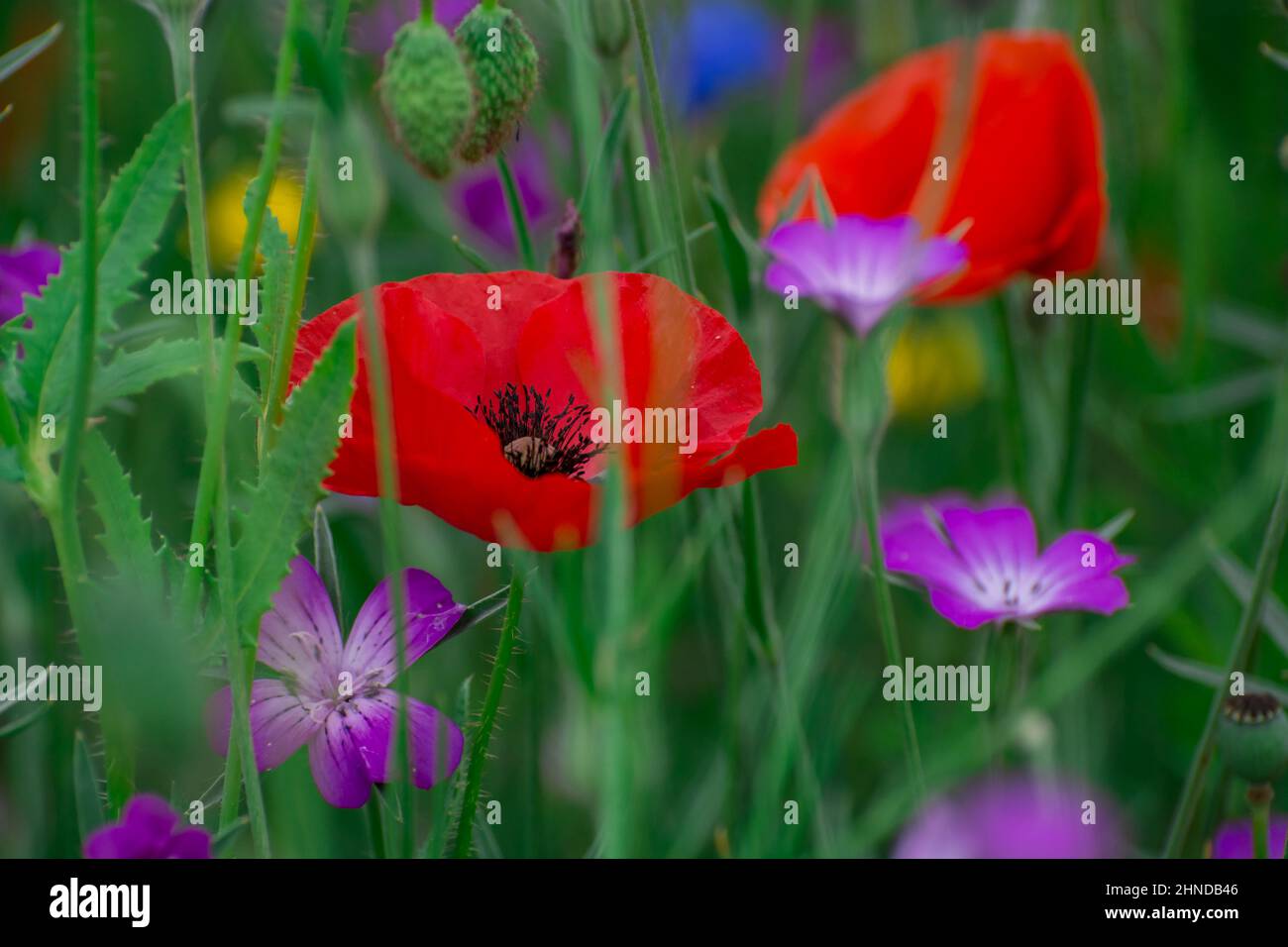 beautiful poppy fields in England Stock Photo - Alamy