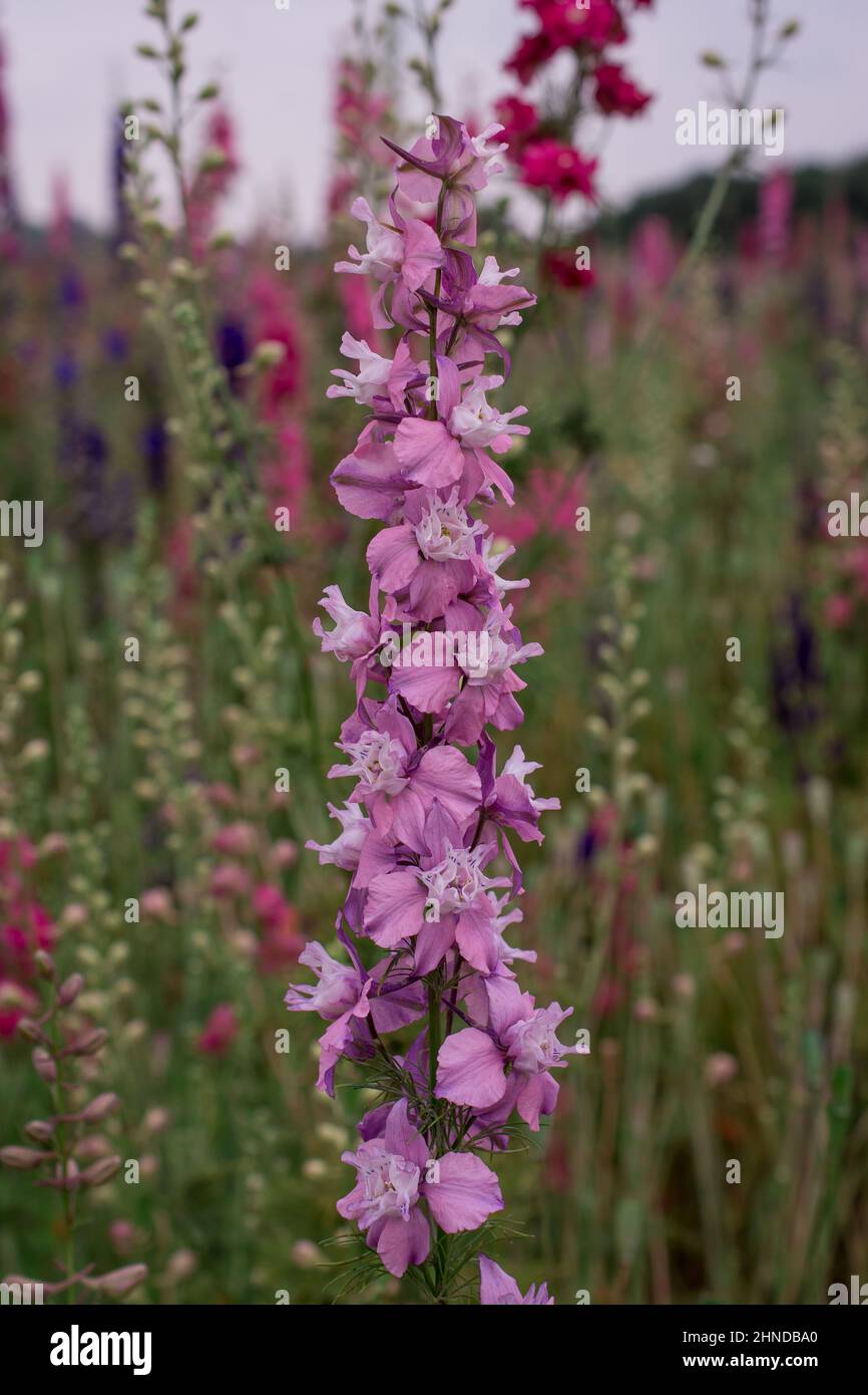 Field of colourful delphinium flowers in Wick, Pershore, Worcestershire ...