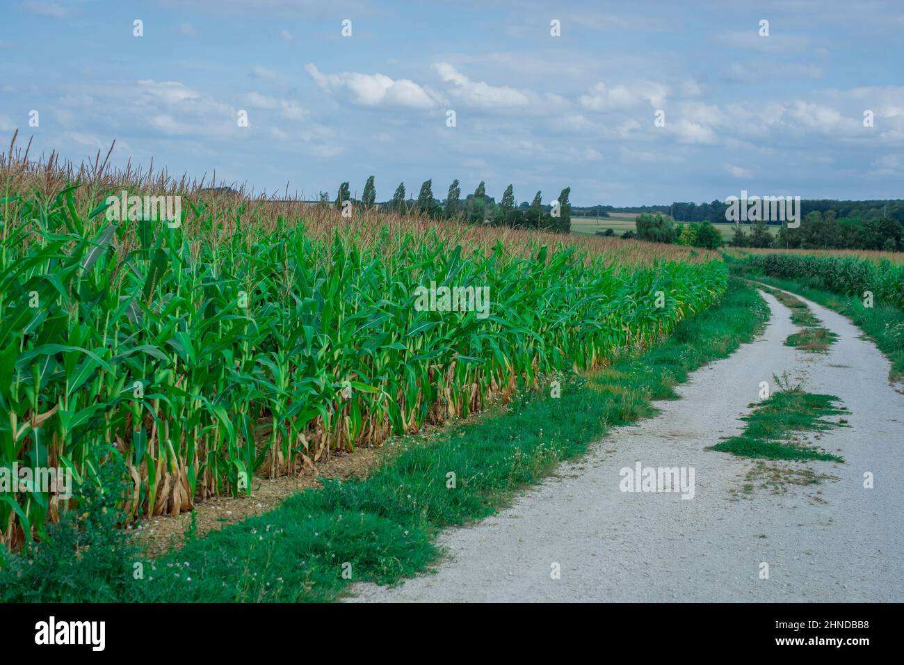 Young sweetcorn plants garden hi-res stock photography and images - Alamy
