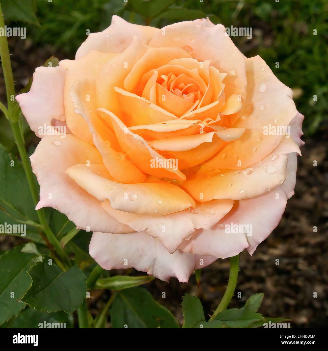 Apricot colored rose with raindrops at the Lyndale Rose Garden in ...