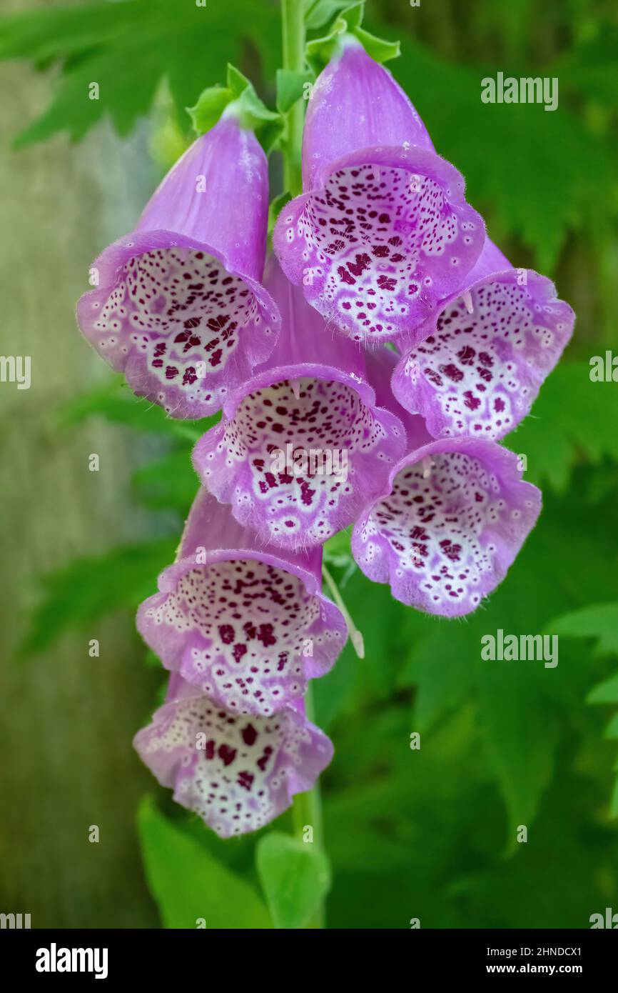 Foxglove bell shaped flower hi-res stock photography and images - Alamy