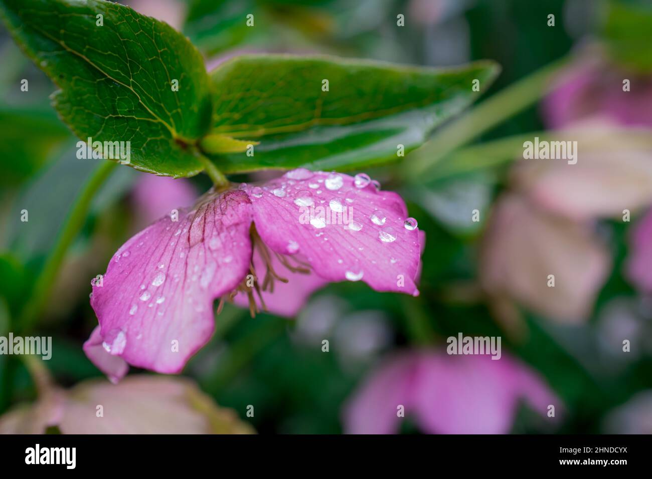 beautiful natural spring background Stock Photo - Alamy