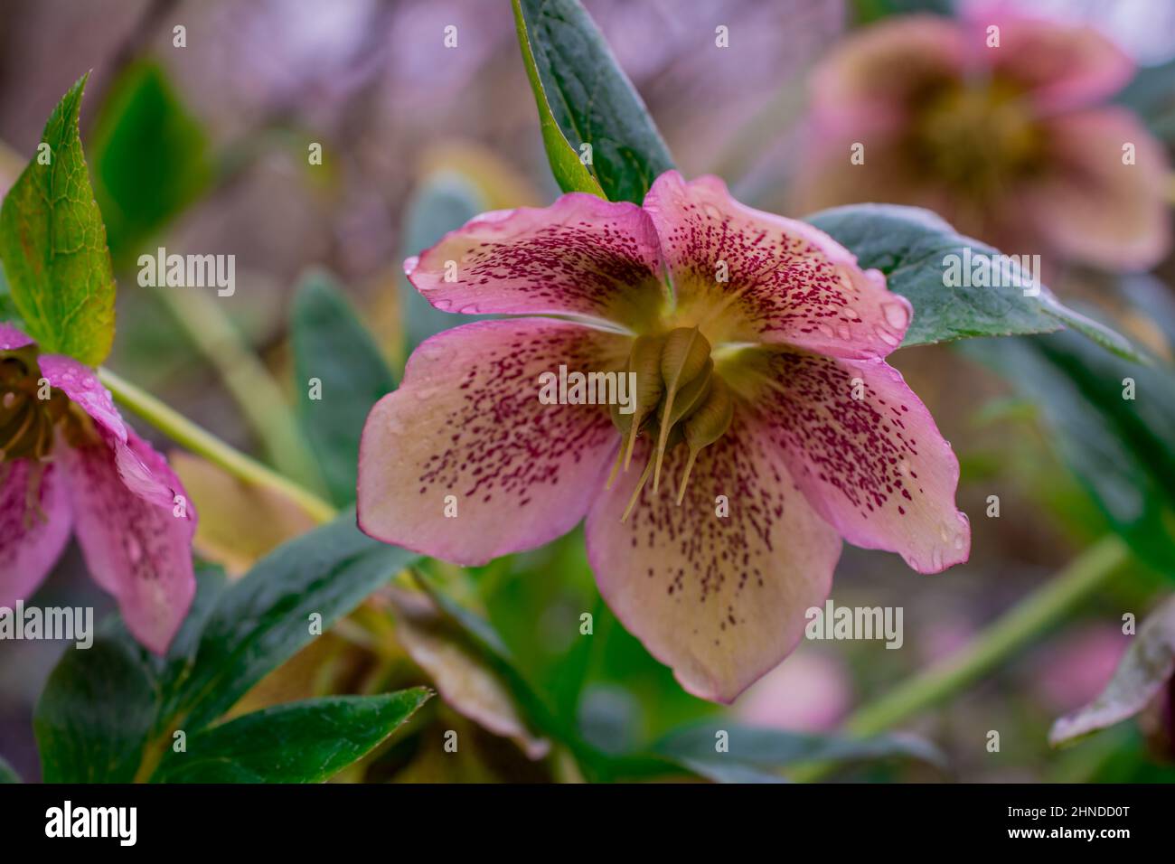 beautiful natural spring background Stock Photo - Alamy