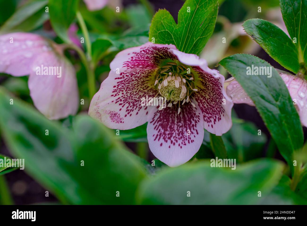 beautiful natural spring background Stock Photo - Alamy
