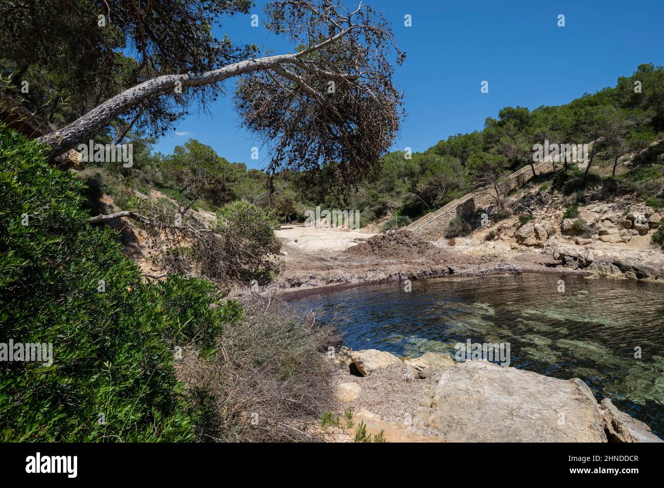 Cala Cap Falcó, Calvia, Mallorca, Balearic Islands, Spain Stock Photo ...