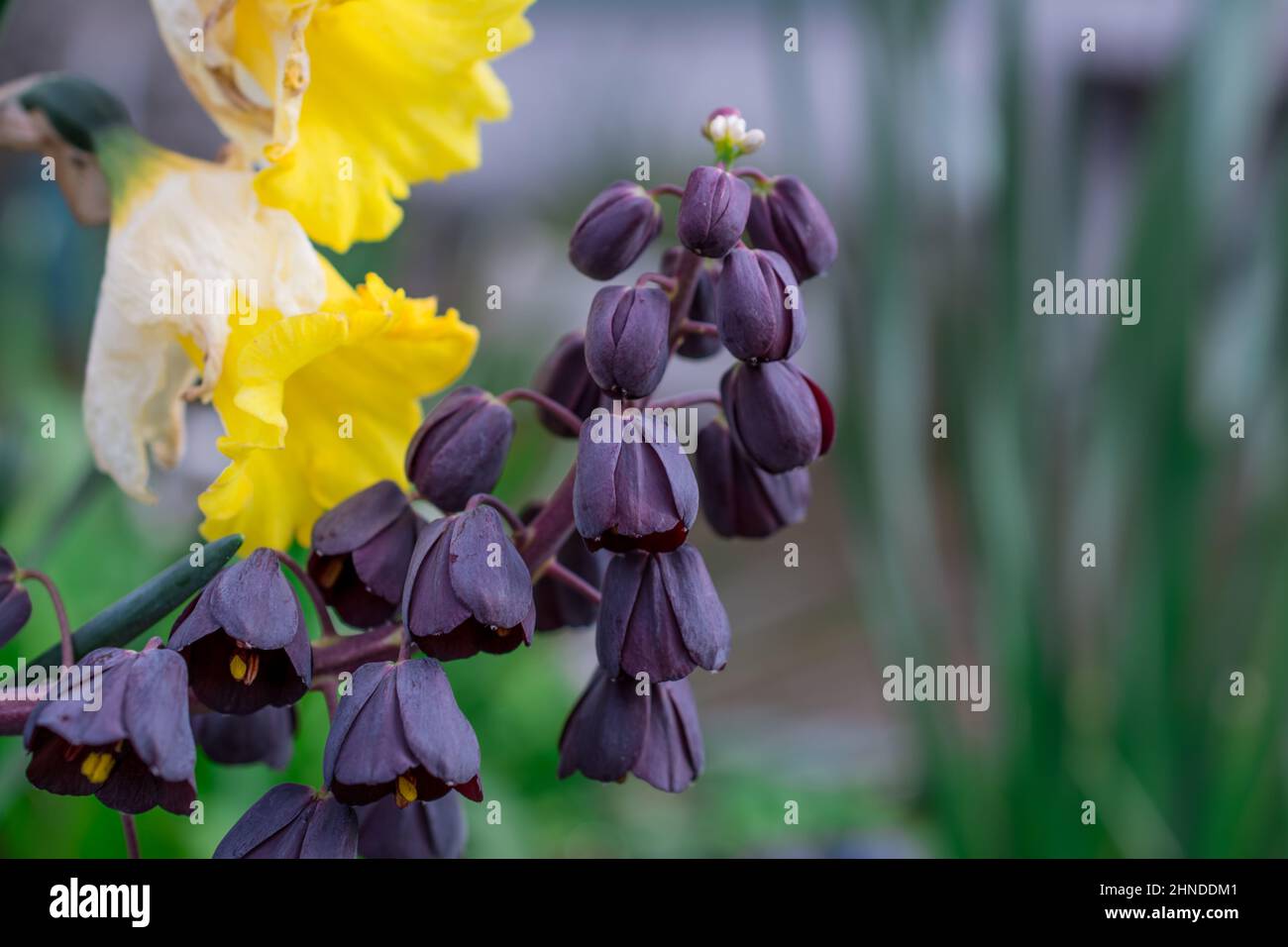 beautiful natural spring background Stock Photo - Alamy