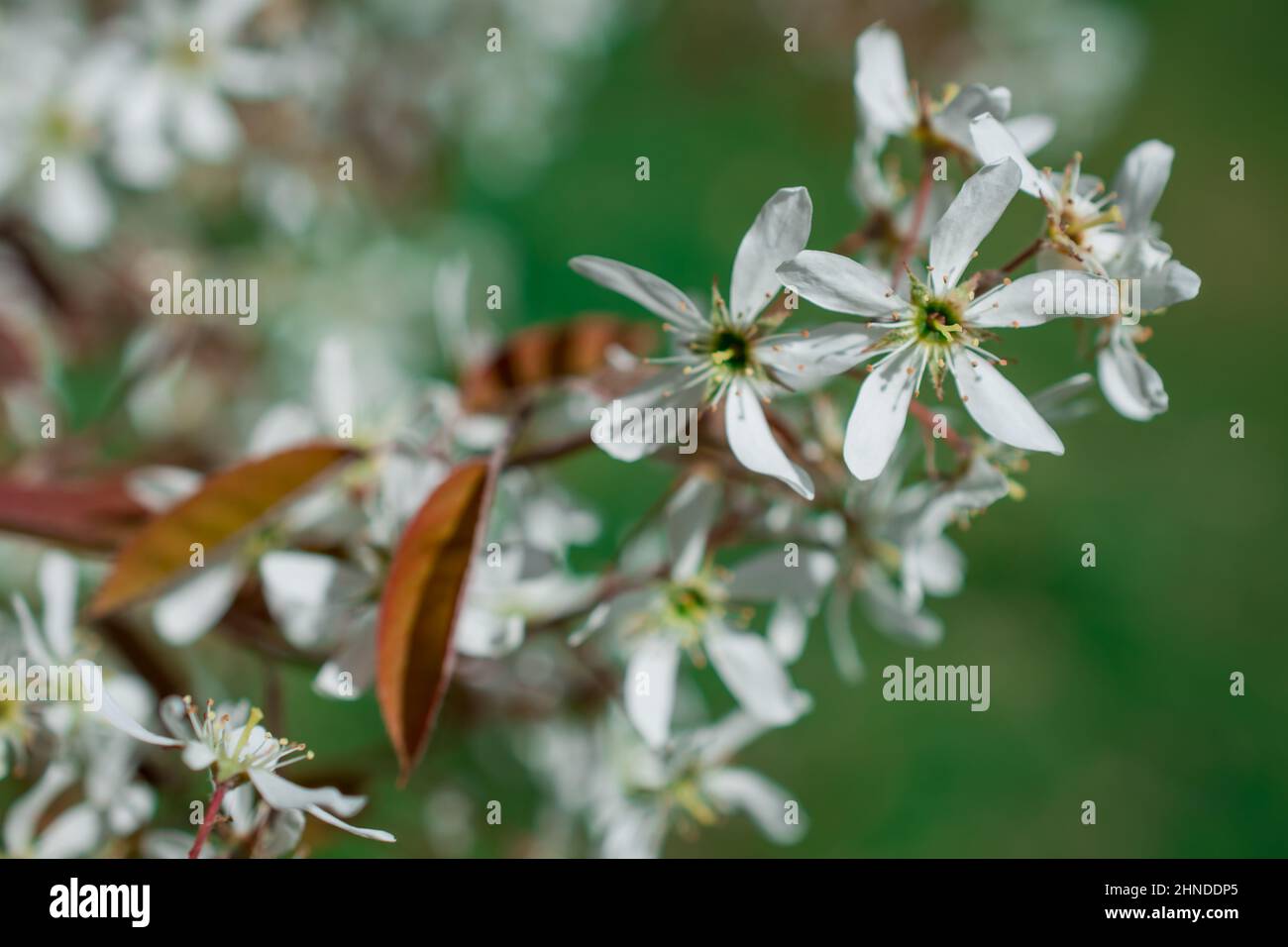 beautiful natural spring background Stock Photo - Alamy