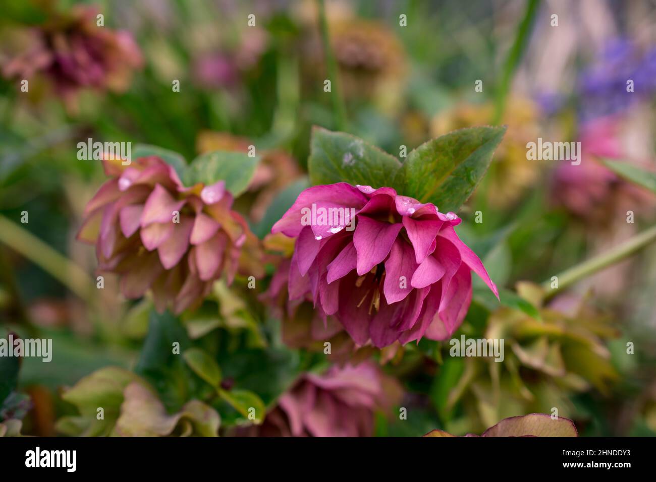 beautiful natural spring background Stock Photo - Alamy
