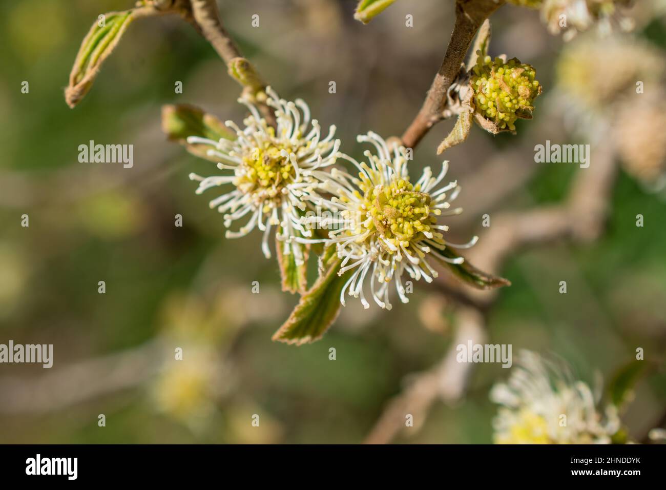 beautiful natural spring background Stock Photo - Alamy
