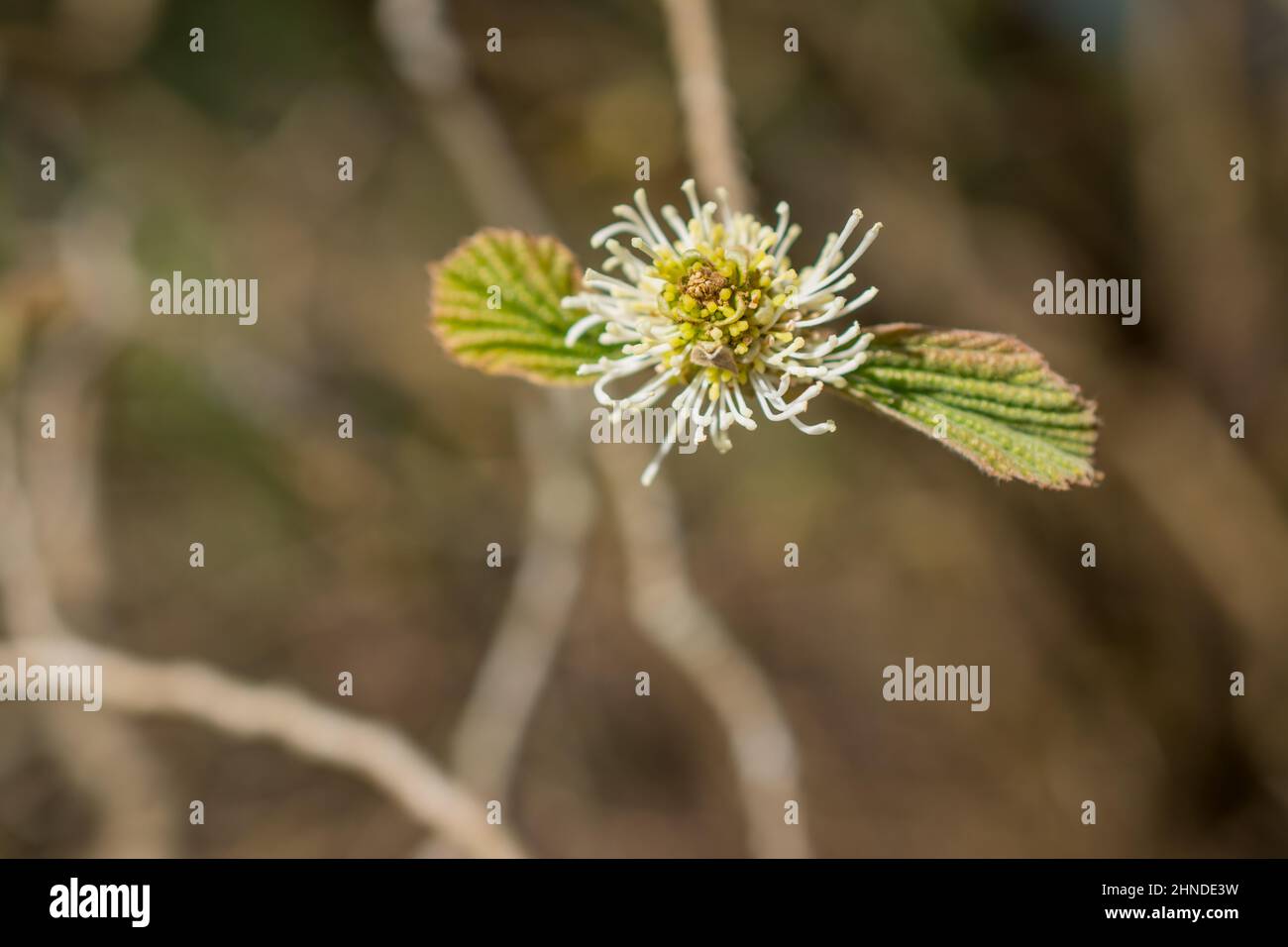 beautiful natural spring background Stock Photo - Alamy