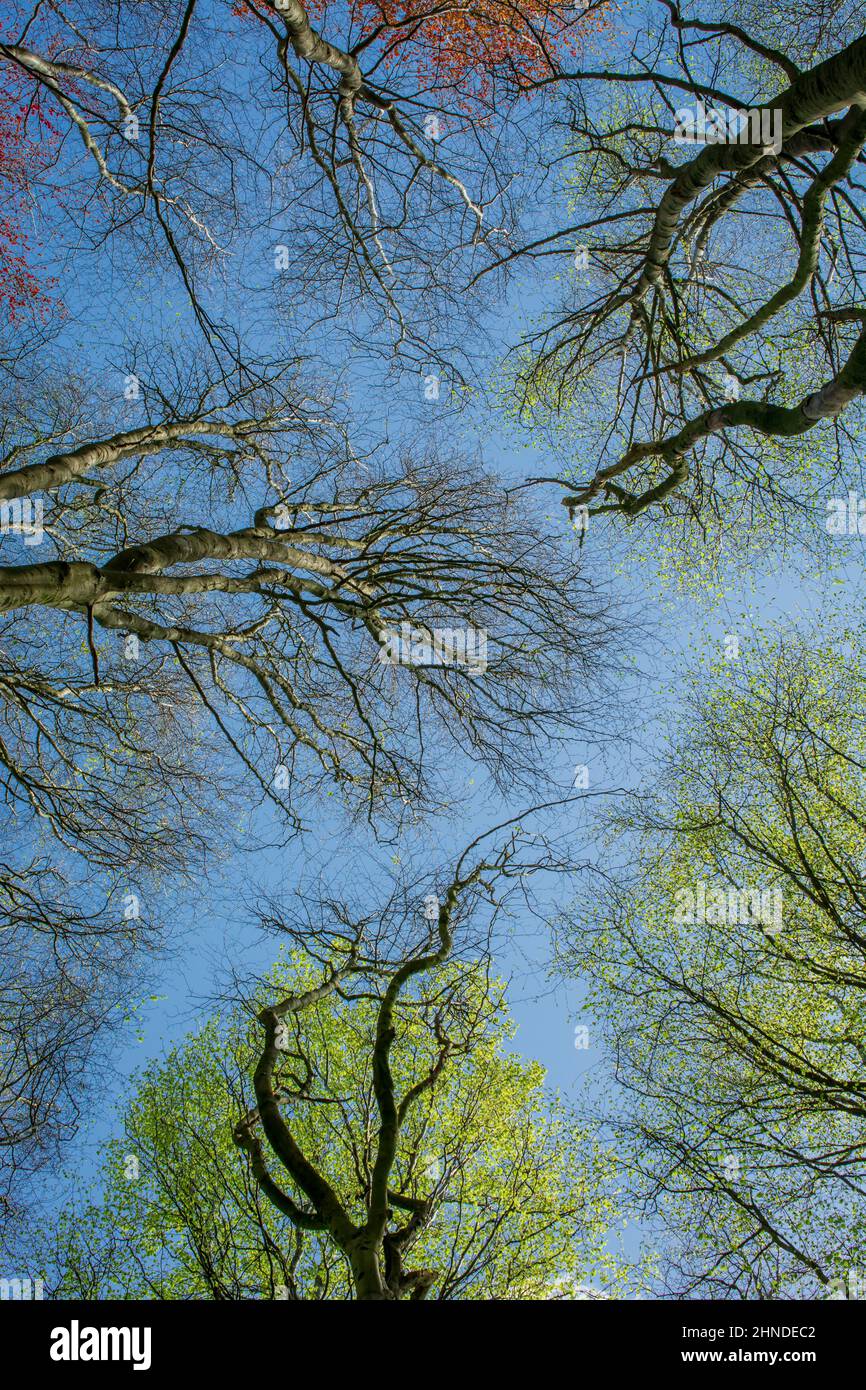view top tree and sky Stock Photo - Alamy