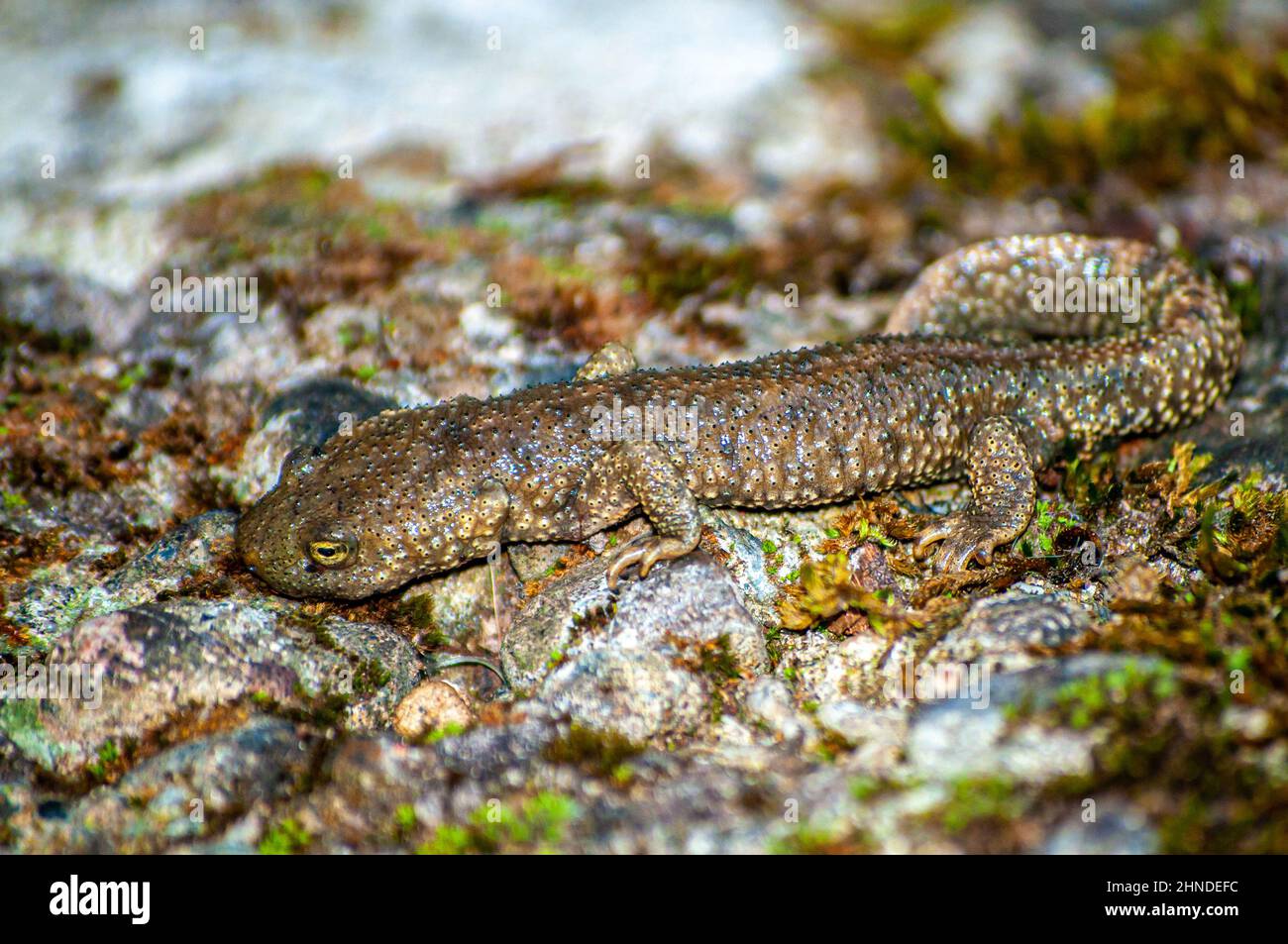 Tritón pirenaico hi-res stock photography and images - Alamy