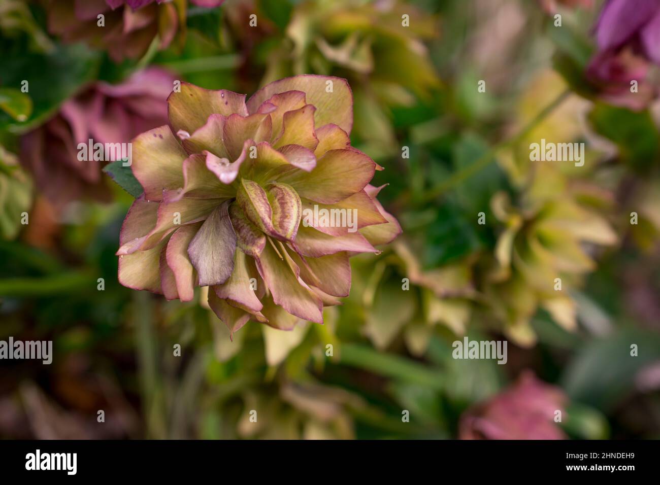 beautiful natural spring background Stock Photo - Alamy