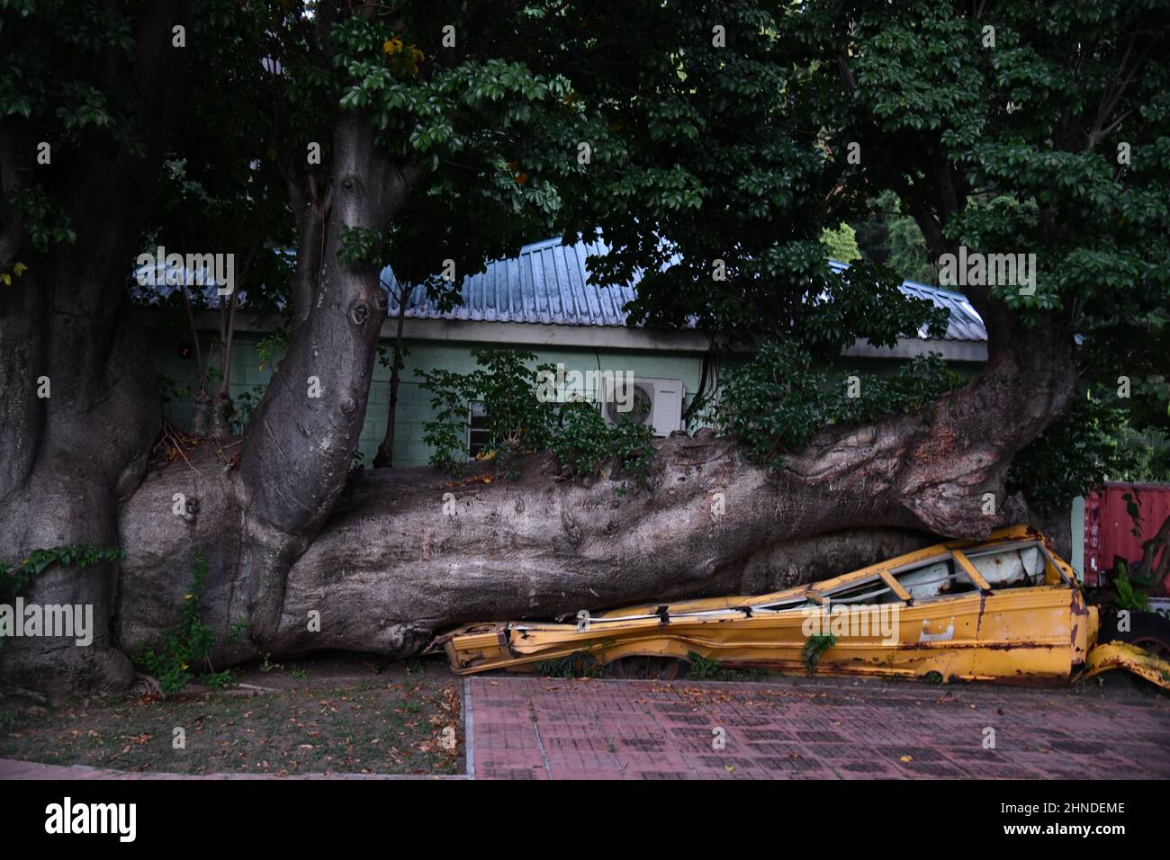 School bus and tree destroyed by Hurricane David in 1979 Stock Photo ...
