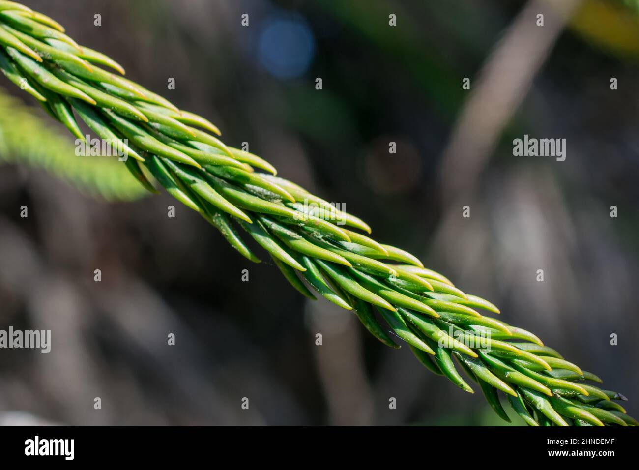 beautiful natural spring background Stock Photo - Alamy