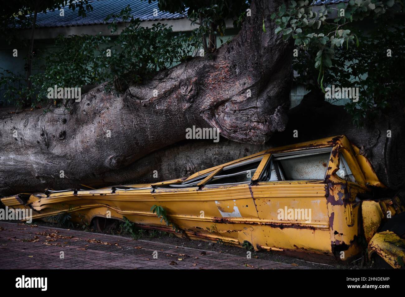 School bus and tree destroyed by Hurricane David in 1979 Stock Photo ...