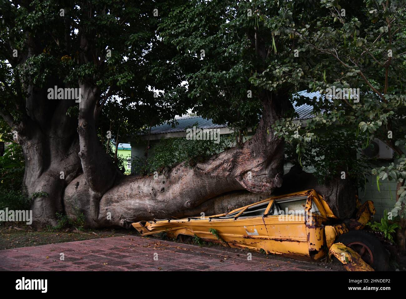 School bus and tree destroyed by Hurricane David in 1979 Stock Photo ...