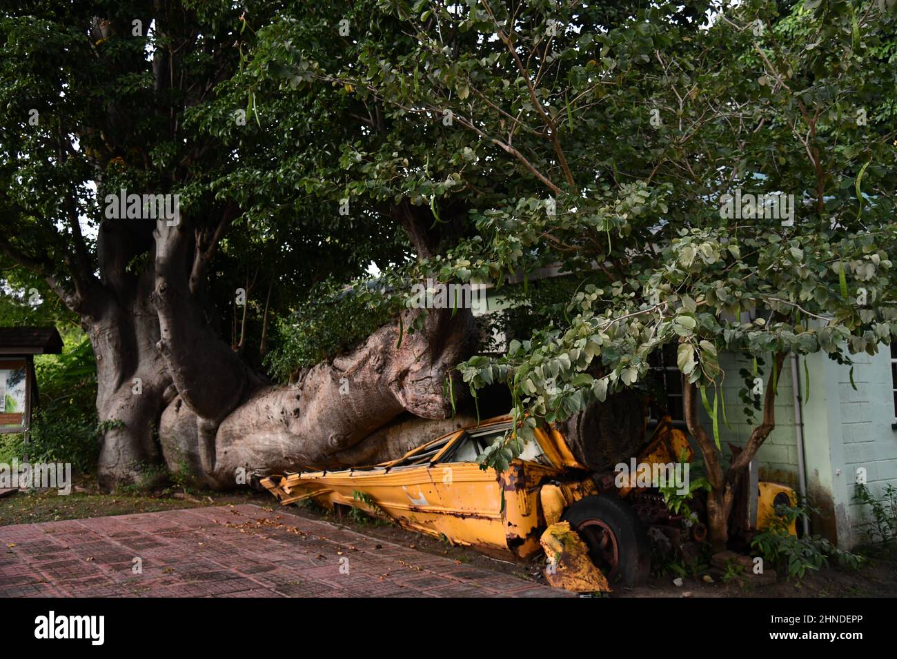 School bus and tree destroyed by Hurricane David in 1979 Stock Photo ...