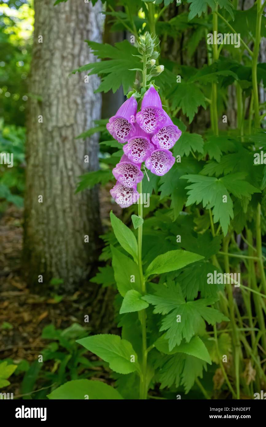 Beautiful purple foxglove flower growing in a spring garden near a ...