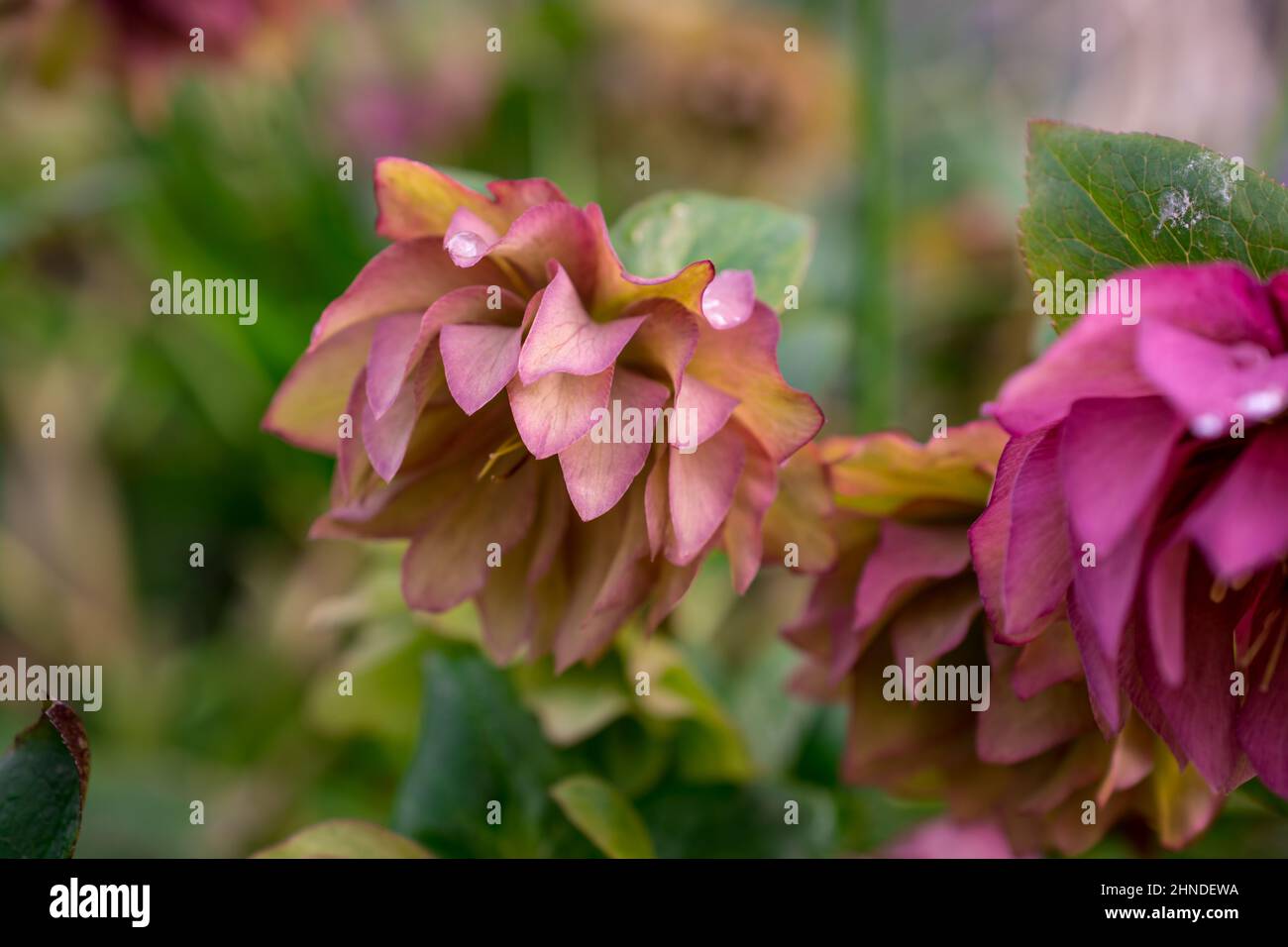 beautiful natural spring background Stock Photo - Alamy