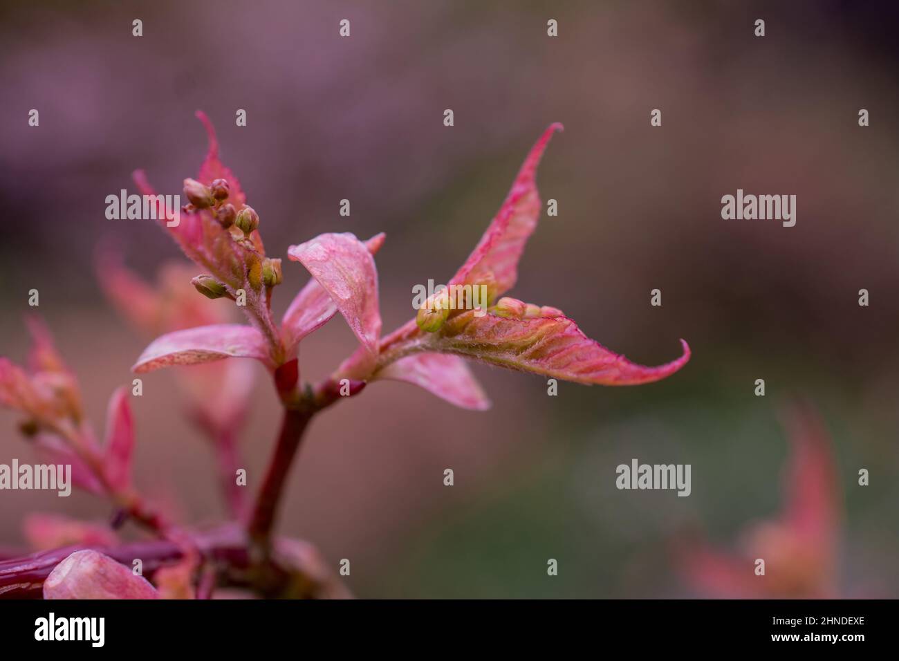 beautiful spring background with flowers Stock Photo - Alamy