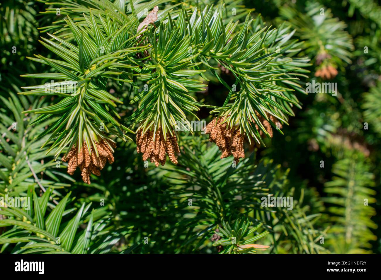beautiful natural spring background Stock Photo - Alamy