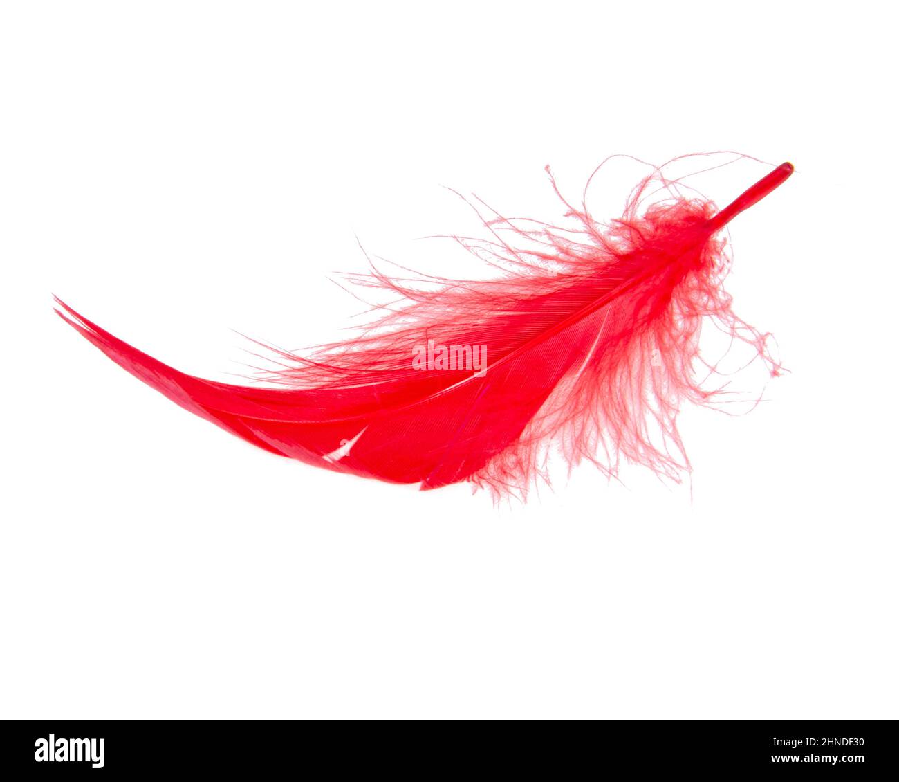 Elegant red feather beautiful isolated on he white background Stock ...