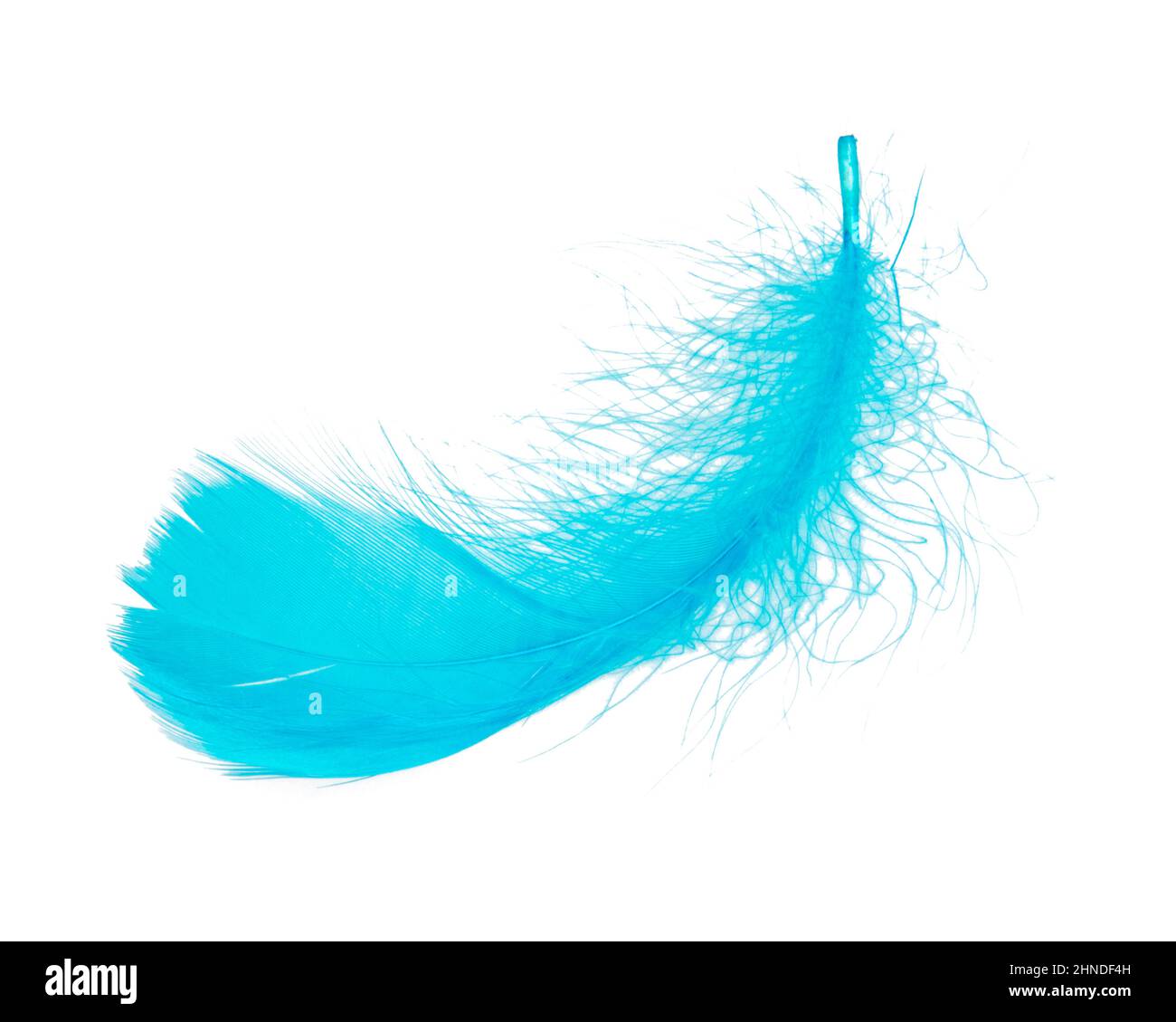 Elegant light blue feather beautiful isolated on he white background ...