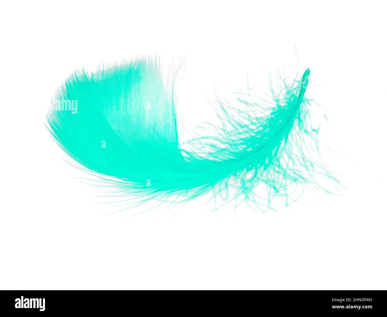 Elegant light blue feather beautiful isolated on he white background ...