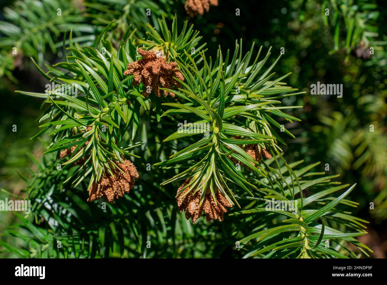 beautiful natural spring background Stock Photo - Alamy