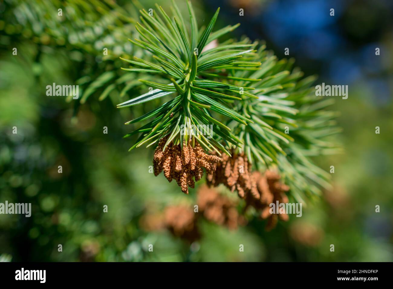 beautiful natural spring background Stock Photo - Alamy