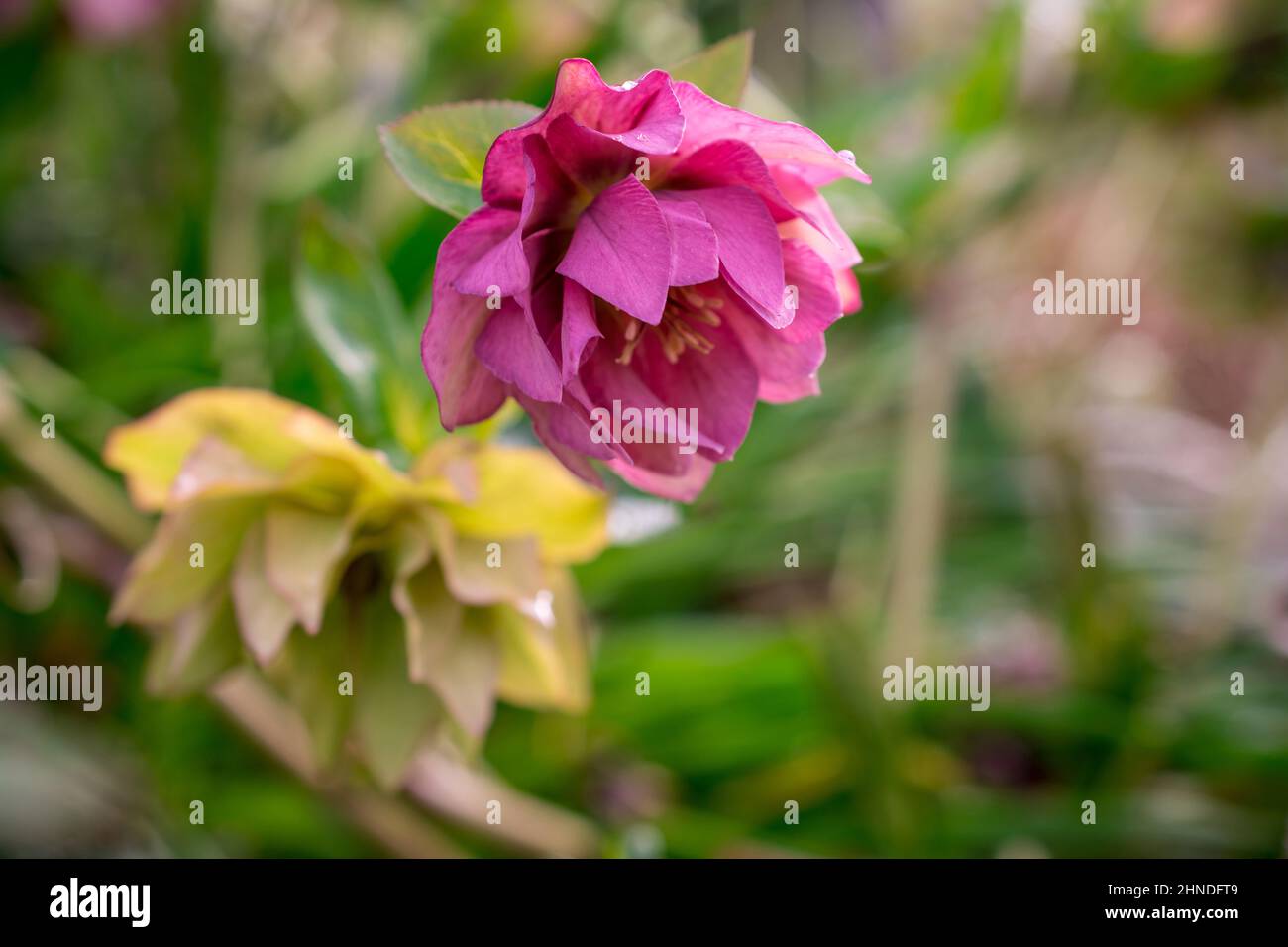 beautiful natural spring background Stock Photo - Alamy