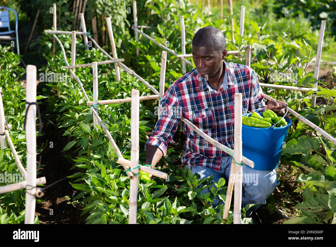 Positive african male farmer picking carefully bell peppers in bucket ...