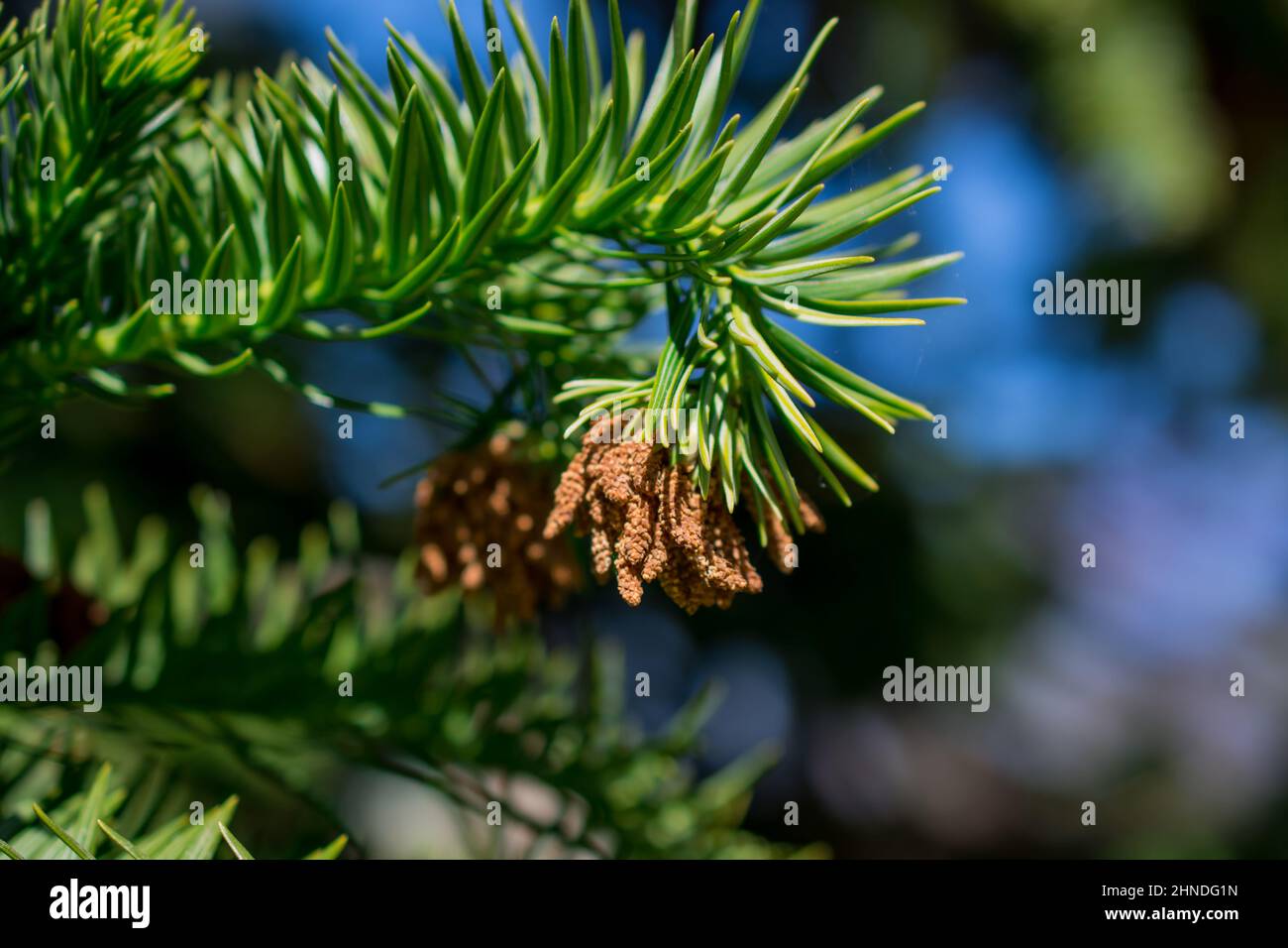 beautiful natural spring background Stock Photo - Alamy