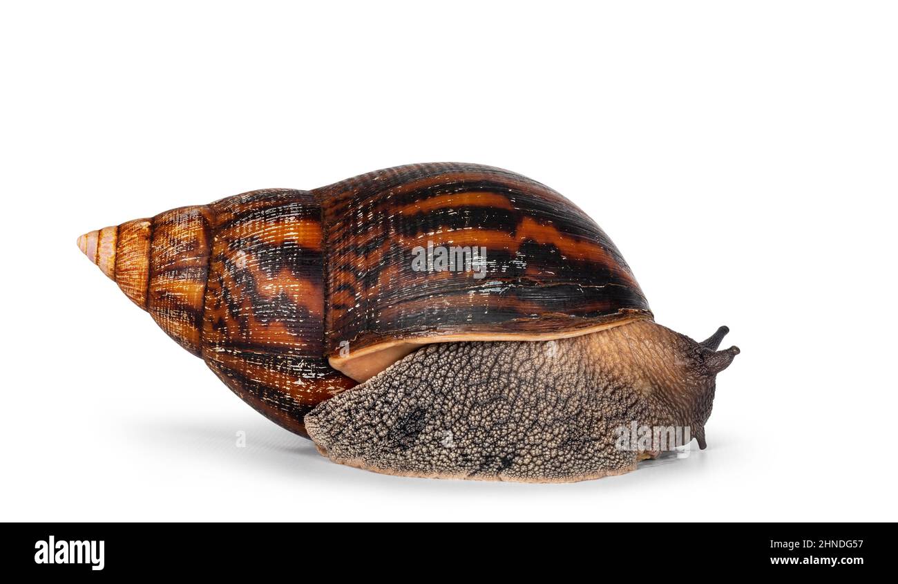 Ghanese tijgerslak hi-res stock photography and images - Alamy