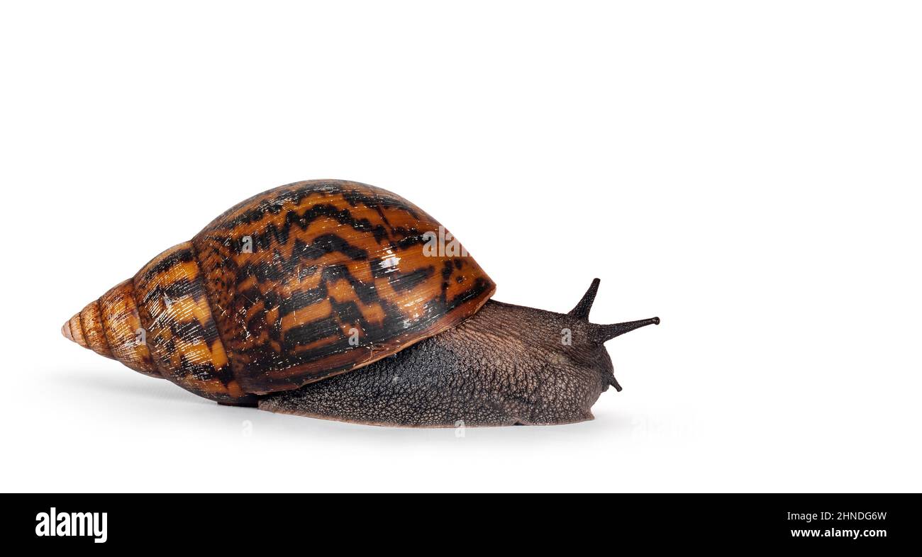 African giant ghanese snail hi-res stock photography and images - Alamy