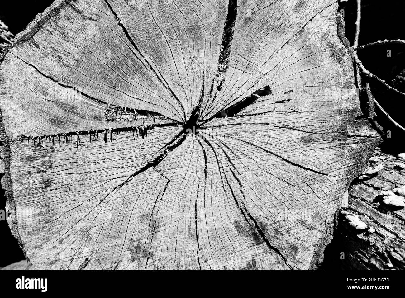 Old cuts of felled trees. Black and white Stock Photo - Alamy