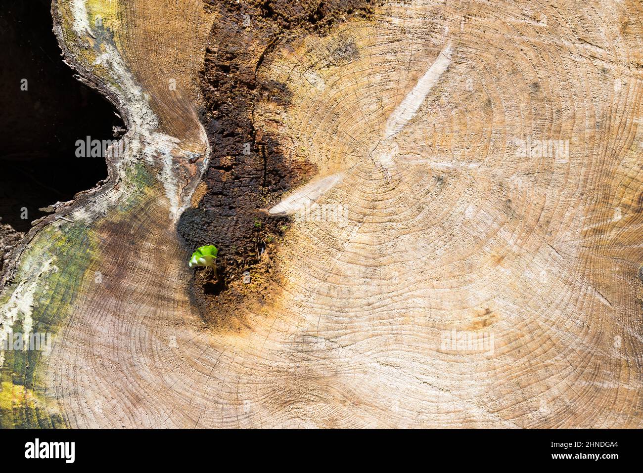 Wood cut tree illustration hi-res stock photography and images - Alamy