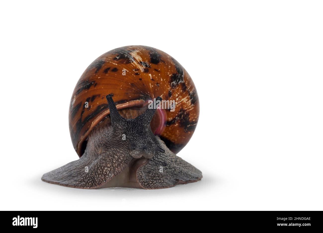 Giant african tiger snail hi-res stock photography and images - Alamy
