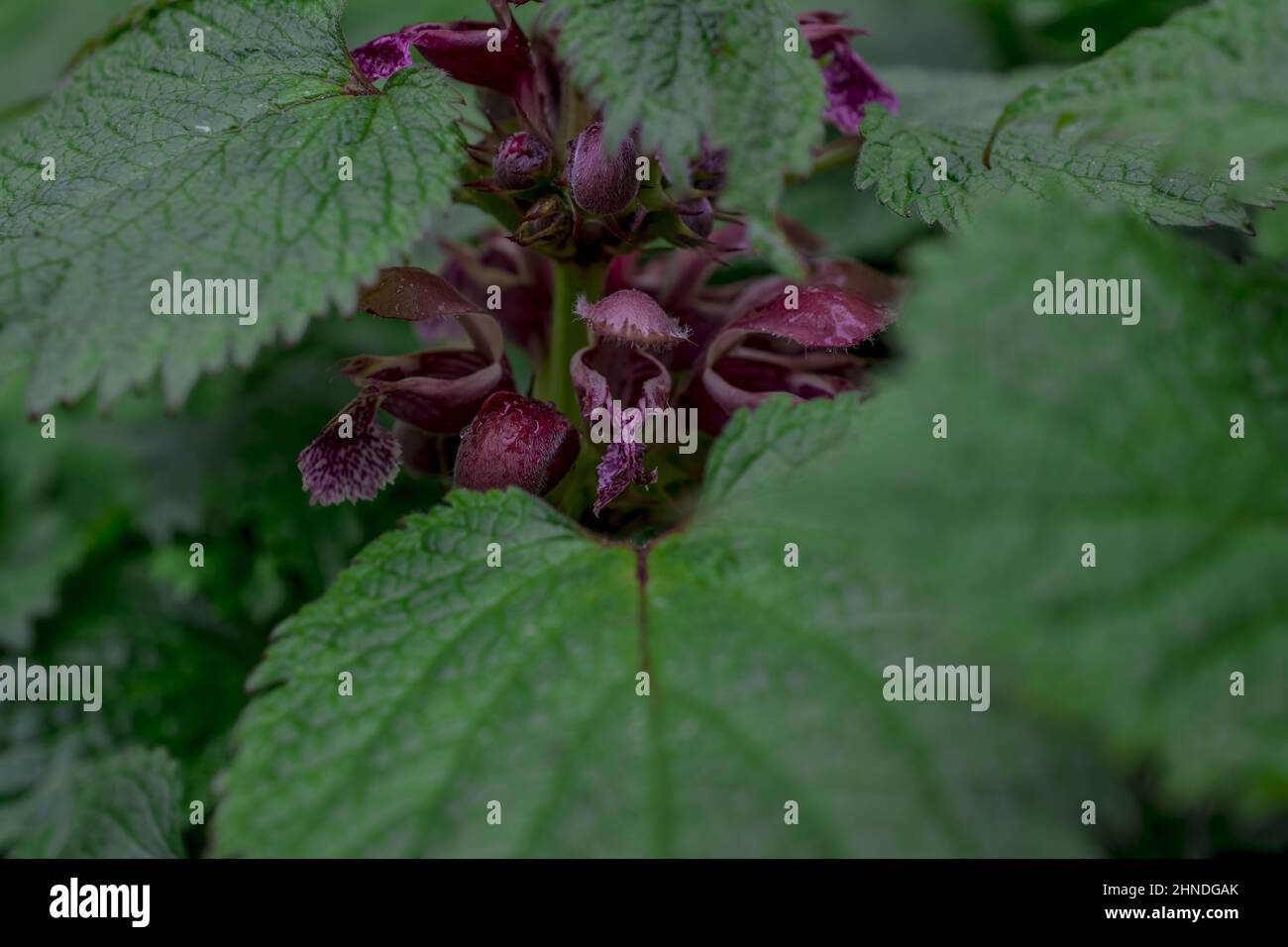 beautiful spring background with flowers Stock Photo - Alamy